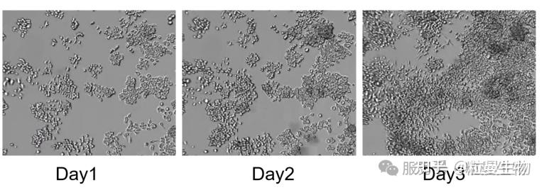 一叶知秋 | iBMDM 细胞基因编辑指南：解锁免疫研究的巨噬细胞利器！ - 知乎