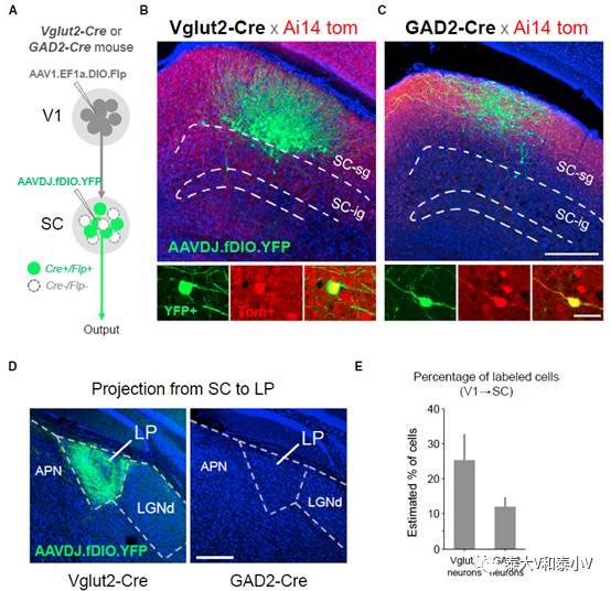 顺行跨突触病毒AAV1研究进展 - 知乎