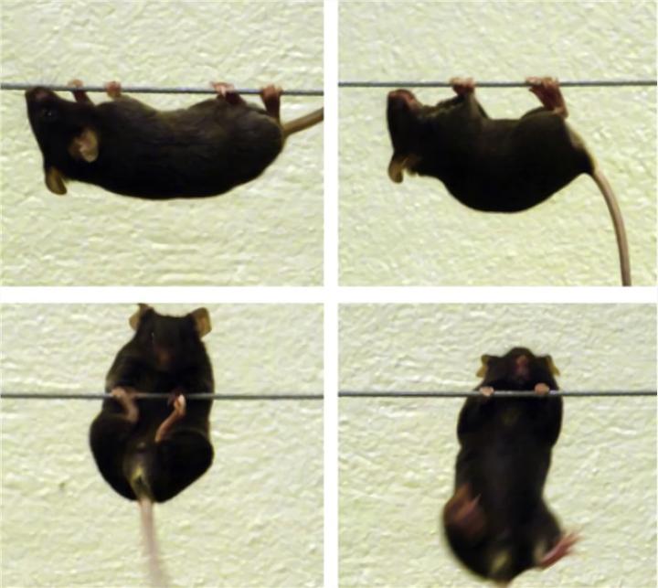 脑声常谈：Wire hanging（线挂测试）丨评估局灶性缺血小鼠模型中风后的行为 - 知乎