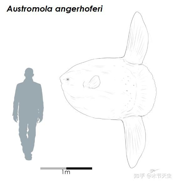 【鲀形目的演化史·其二】翻车鱼科 - 知乎