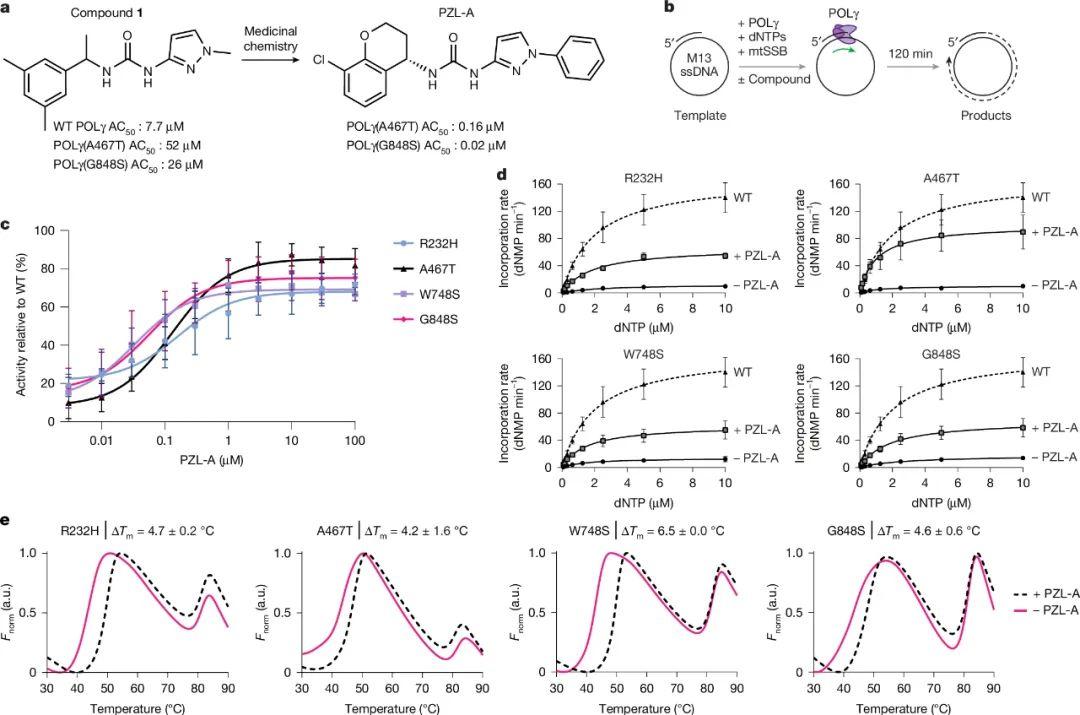 【Nature】Pretzel Therapeutics 公布恢复突变线粒体 DNA 聚合酶活性的小分子调节剂：PZL-A - 知乎