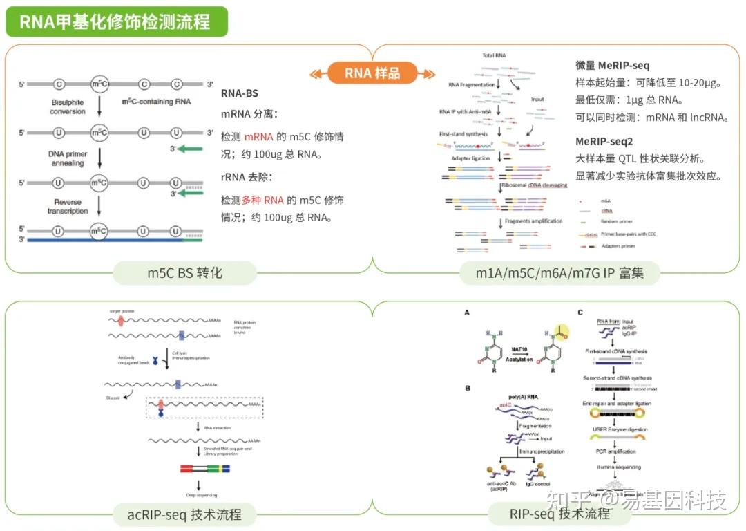 RNA甲基化修饰整体研究方案——m6A、m5C、m1A、m7G、ac4C、RNA与蛋白互作（RIP） - 知乎