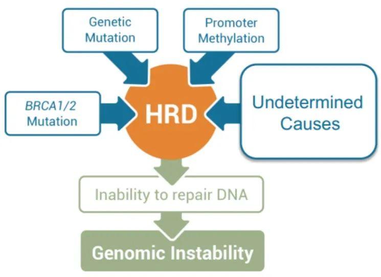 干货满满 | 傻傻分不清楚HRR、HRD、GS到底是什么关系？ - 知乎