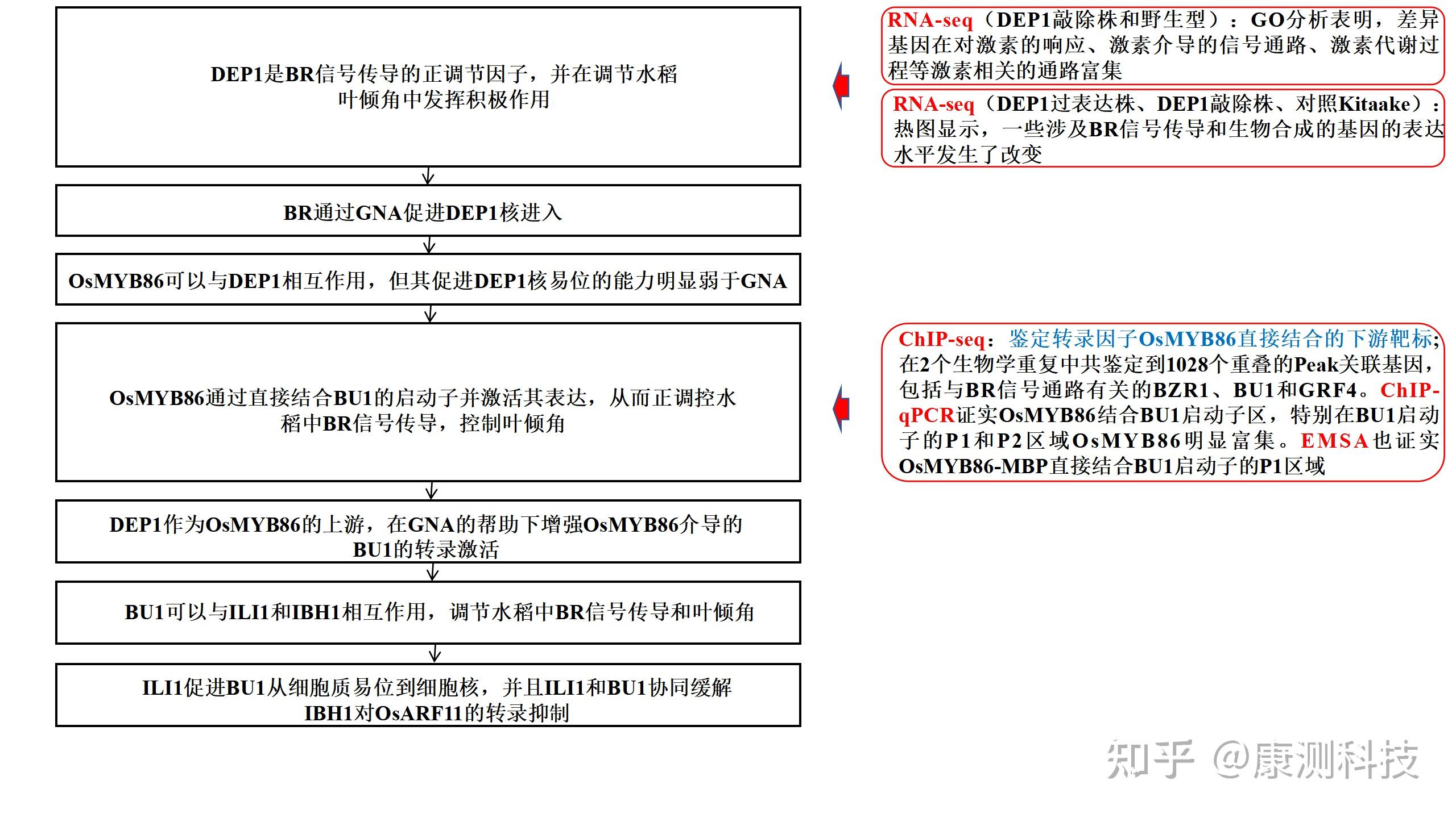 Plant Cell|中国农业科学院作物科学研究所万建民院士团队揭示联系水稻中G蛋白和BR信号传导以调节叶倾角的关键模块 - 知乎