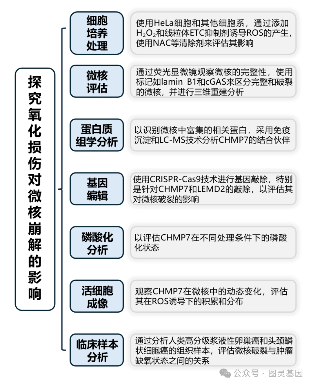 Science | 线粒体ROS破坏微核完整性，推动肿瘤进展 - 知乎