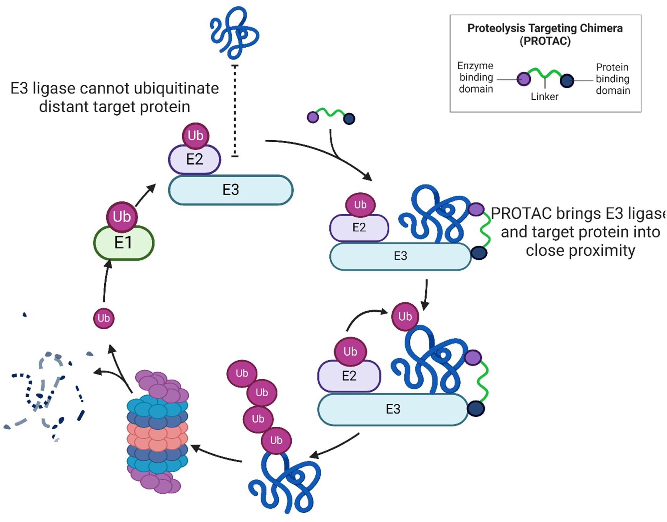 分子胶&PROTACs热门靶点——CRBN - 知乎