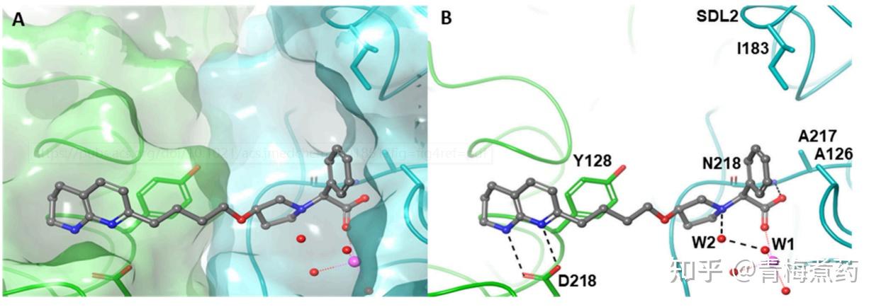 JMC|MORF-627的发现：一种高度选择性的构象偏倚的两性离子整合素αvβ6抑制剂用于纤维化疾病的研究 - 知乎