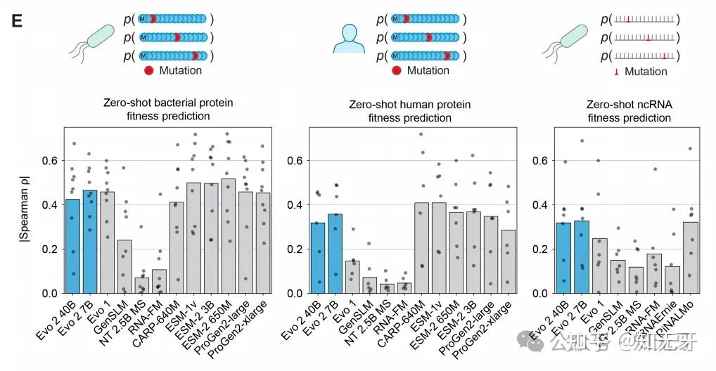 Evo2：跨生命领域的基因组“造物主”模型 - 知乎
