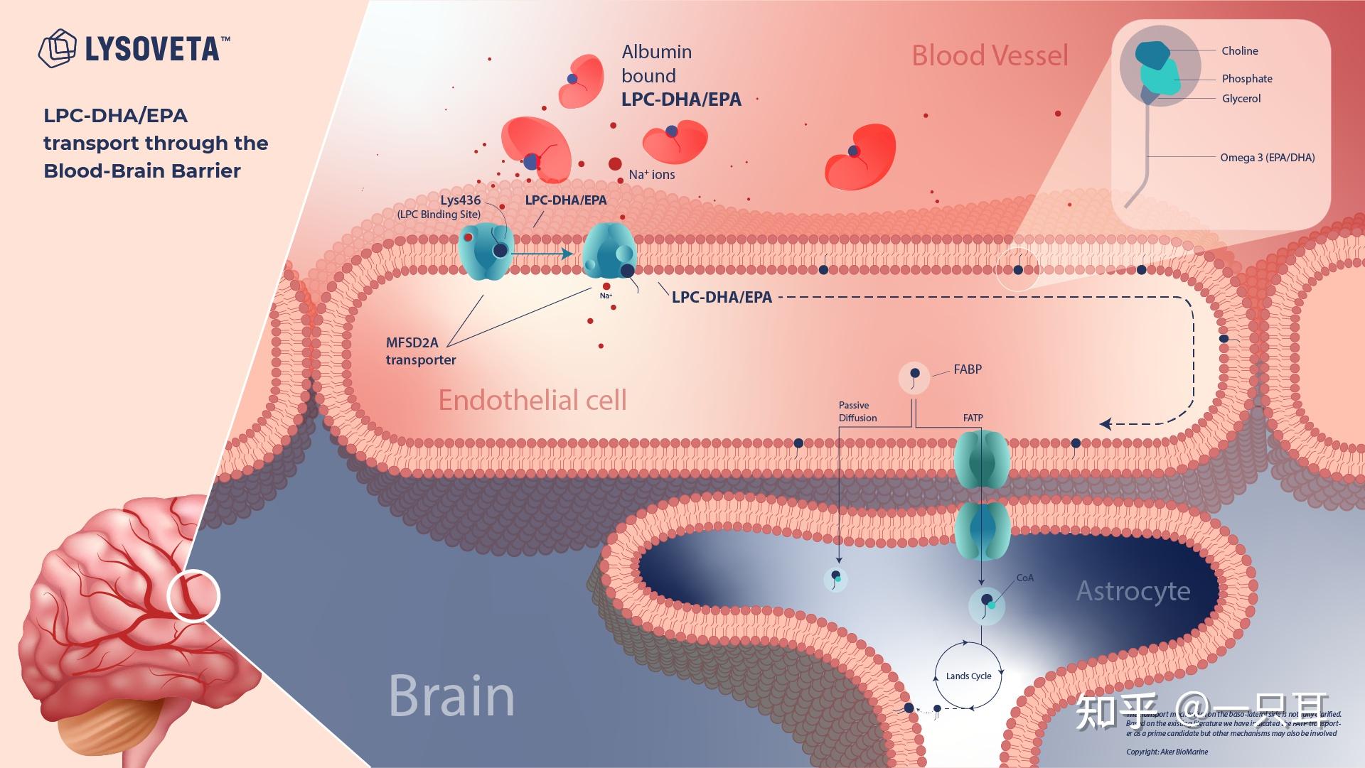 SN-2 DHA真的比普通DHA吸收更好吗？ - 知乎