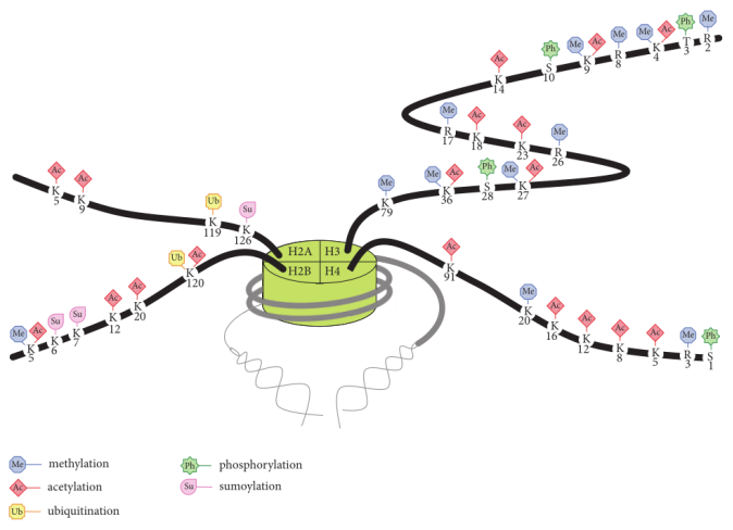 组蛋白ChIP-seq研究思路及应用案例分享 - 知乎