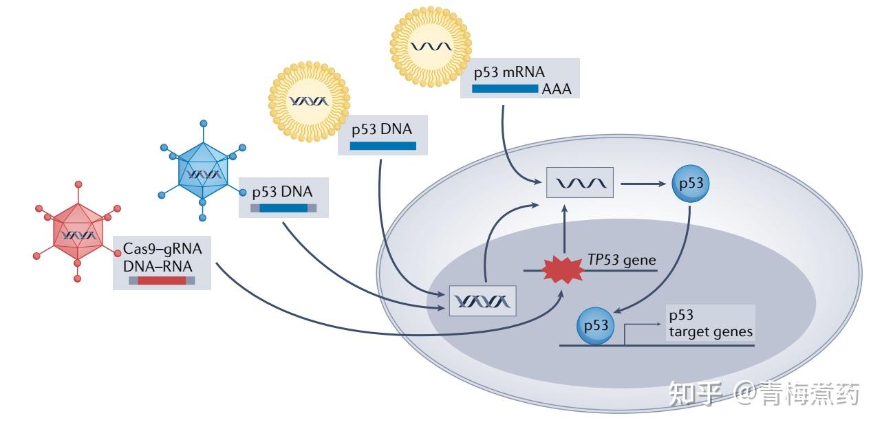 Nature Reviews | p53：一种蛋白质，众多靶点 - 知乎