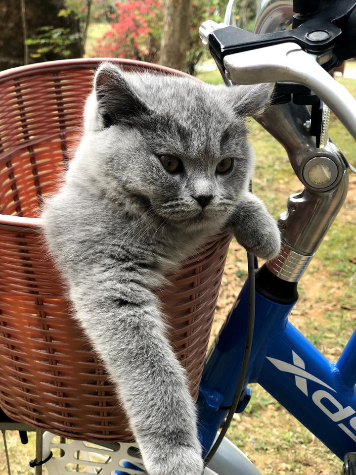 小猫咪乱拉乱尿怎么办 知乎