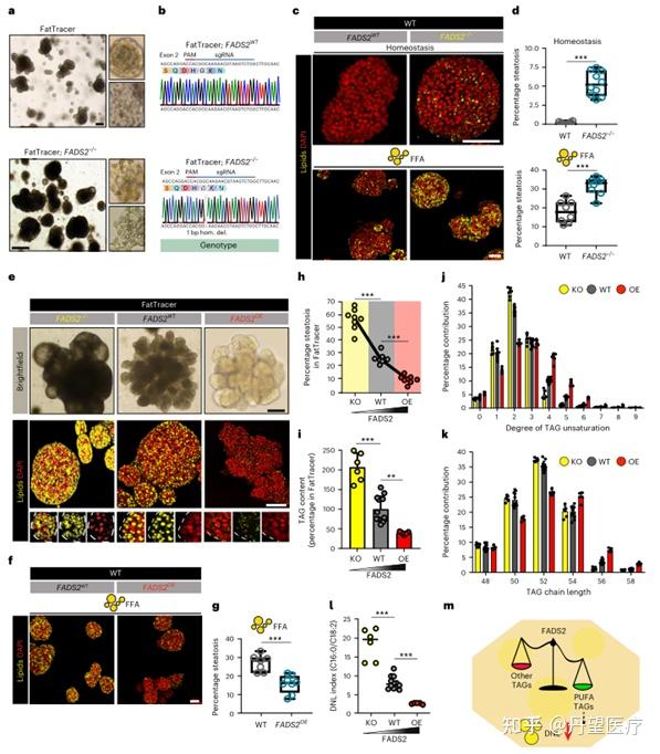 Hans Clevers|基于CRISPR筛选的新型人脂肪性肝病类器官模型的构建与应用 - 知乎