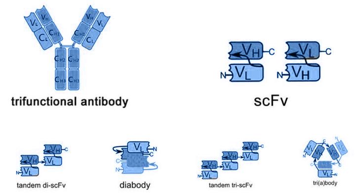 单链抗体（scFv）——科普篇 - 知乎