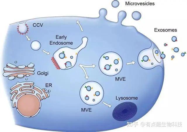 简单易懂！一文带你了解医美的新项目干细胞外泌体的作用 - 知乎