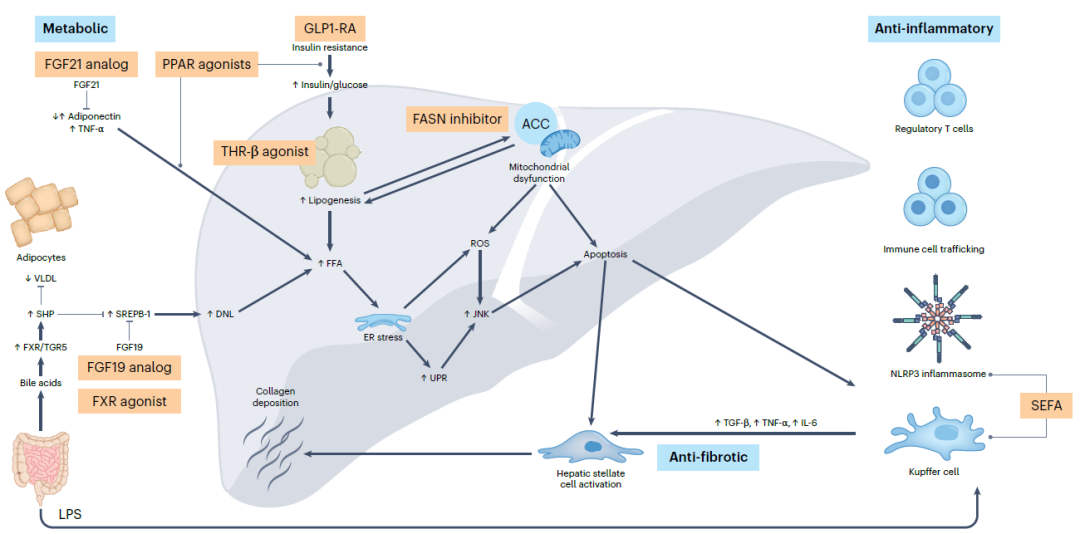 百亿美金蓝海市场，NASH药物进展如何？ - 知乎