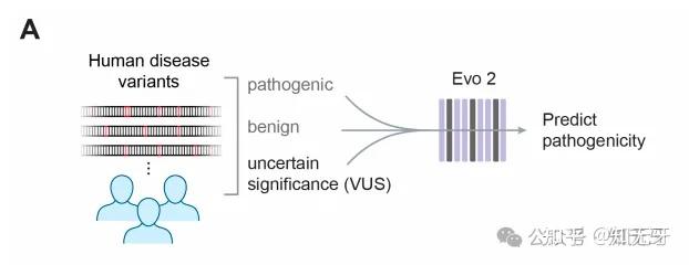 Evo2：跨生命领域的基因组“造物主”模型 - 知乎