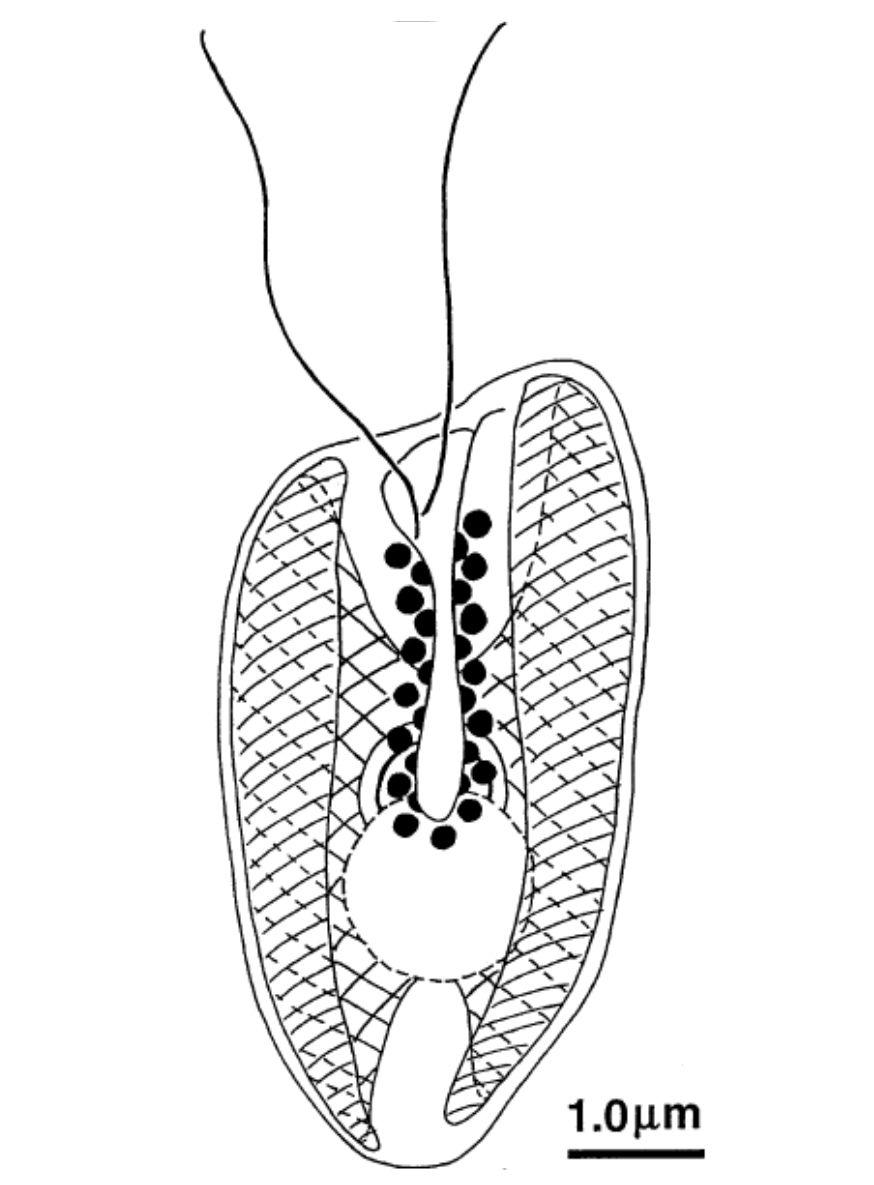 【古菌域全系列14】隐藻界Cryptista：隐于世间而影响世界 - 知乎