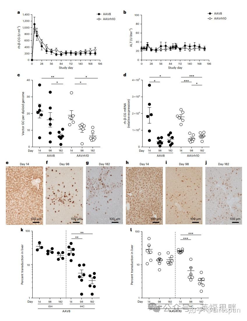 AAV的持久表达 - 知乎