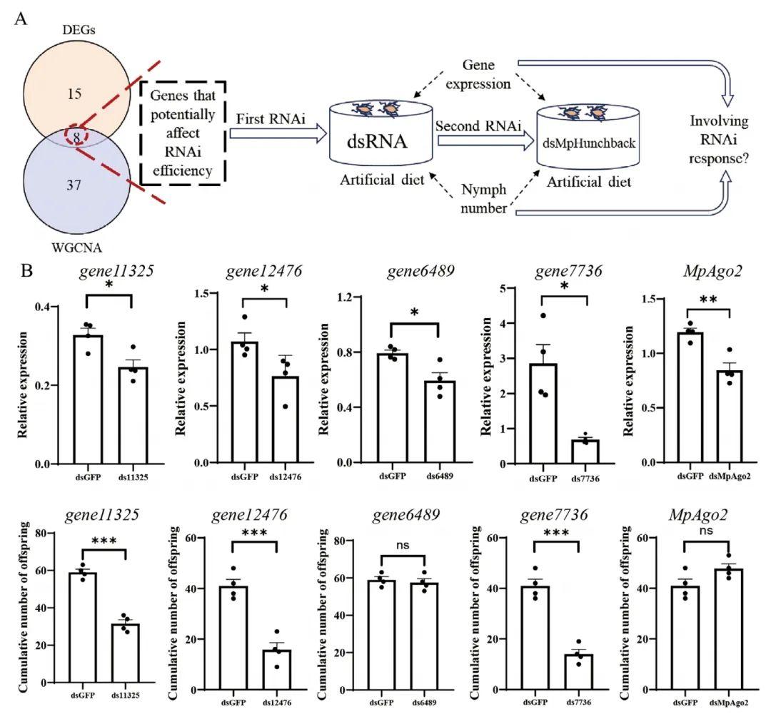 每日科研进展 l 2025.04.14 l 基于比较转录组学分析桃蚜中与RNAi效率相关的基因 - 知乎