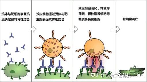 一文读懂抗体：结构、分类与ADCC/ ADCP/ CDC机制 - 知乎