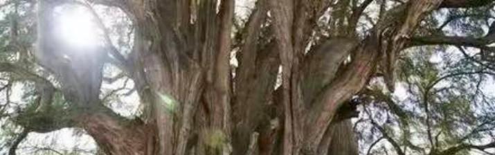 英语词汇 （28） allusive 与 elusive 用法辨析 - 知乎