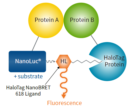 利用 NanoBRET 技术检测 p53-MDM2 蛋白相互作用 - 知乎