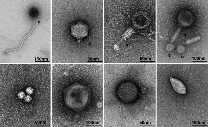 冰川中的古老病毒，全球变暖释放后，具体危害可能怎样？有什么防治措施？ - 知乎
