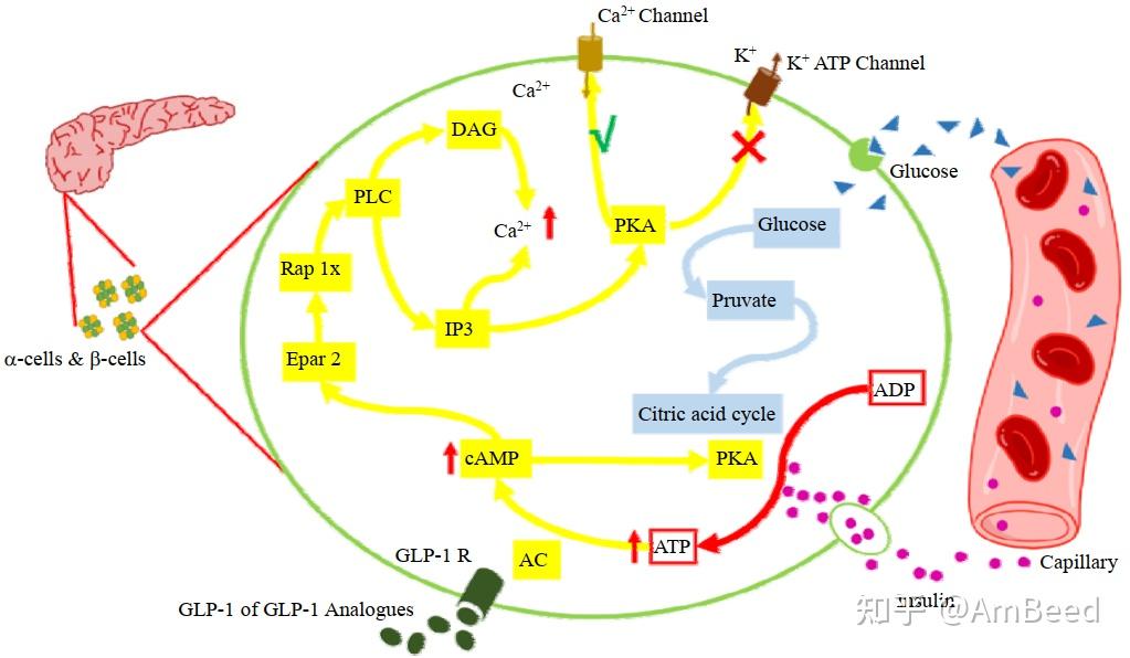【AmBeed解读】探究GLP-1的作用机制 - 知乎