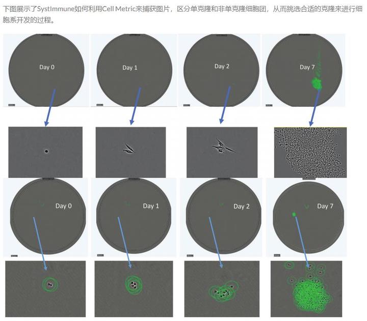 SystImmune 使用Solentim Cell Metric 单细胞克隆设备进行细胞系开发的方法 - 知乎