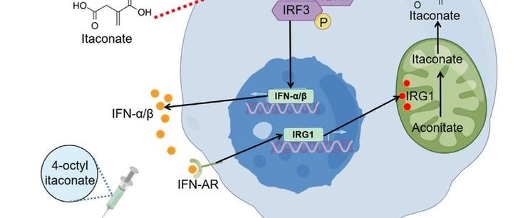 Cell Reports丨衣康酸 4-辛酯作为代谢物衍生物通过 STING 的烷基化抑制炎症 - 知乎