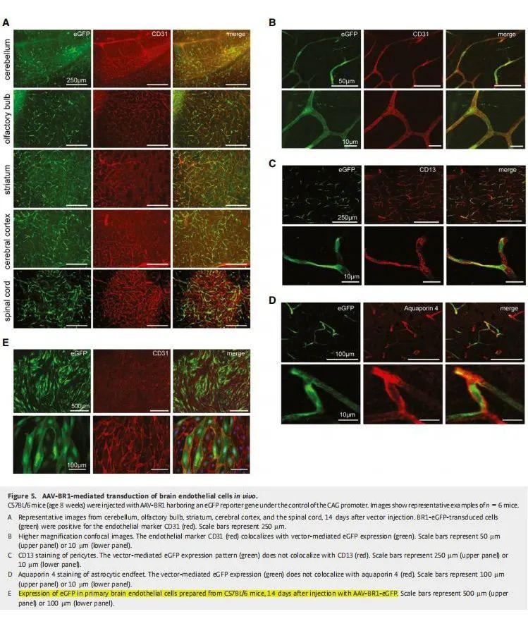 【科研实用宝典】AAV在血管内皮细胞中的应用 - 知乎