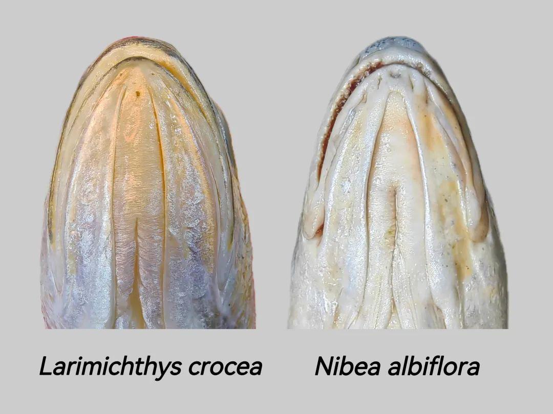 真正的大黄鱼，长啥样[作者：洛澜，转载自微信公众号“洛澜杂货铺”（ID：MegalodonEric0712）] - 知乎