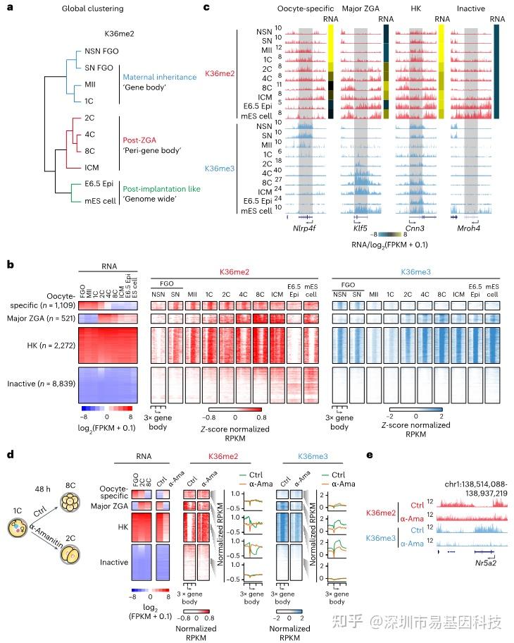 NCB/IF19.1：颉伟/卢绪坤/张宇团队WGBS+ChIP-seq+RNA-seq等揭示早期胚胎发育过程中H3K36me2调控DNA甲基化 ...