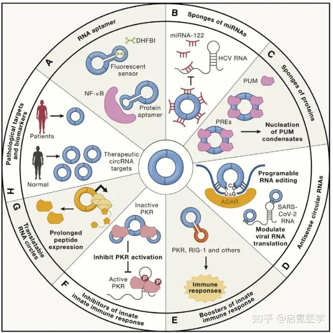 非编码RNA概述和全转录组联合分析 - 知乎