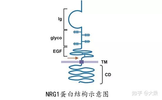 一文了解新兴泛癌种新靶点丨神经调节蛋白-1(NRG1)基因融合 - 知乎