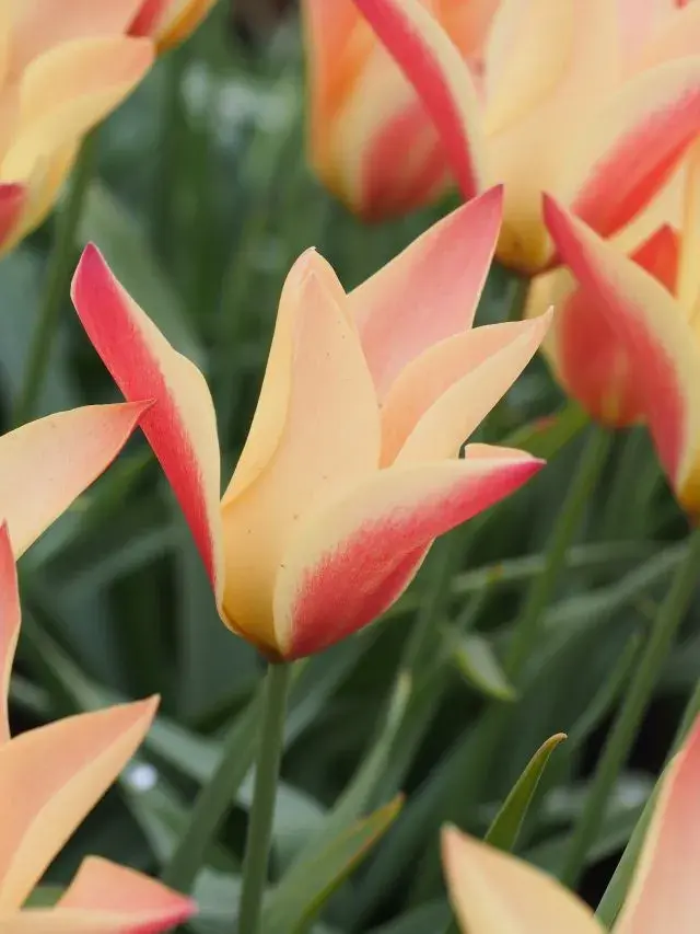 为什么Miscellaneous Tulips被叫做原生郁金香？ - 知乎