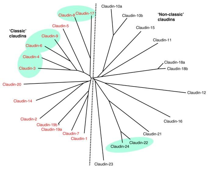 Claudins靶点梳理 - 知乎
