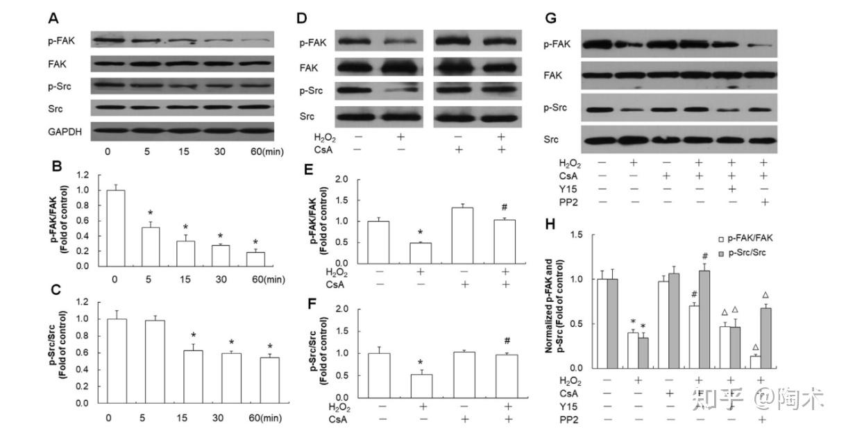 Cyclosporin A：天然小分子免疫抑制剂【TargetMol明星分子】 - 知乎