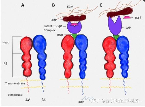 药靶细胞模型---AVβ6靶点细胞筛选模型 - 知乎