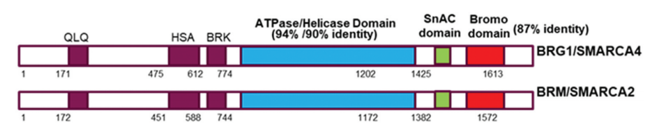 合成致死靶点SMARCA2: PROTAC蛋白降解剂 (专利综述) - 知乎