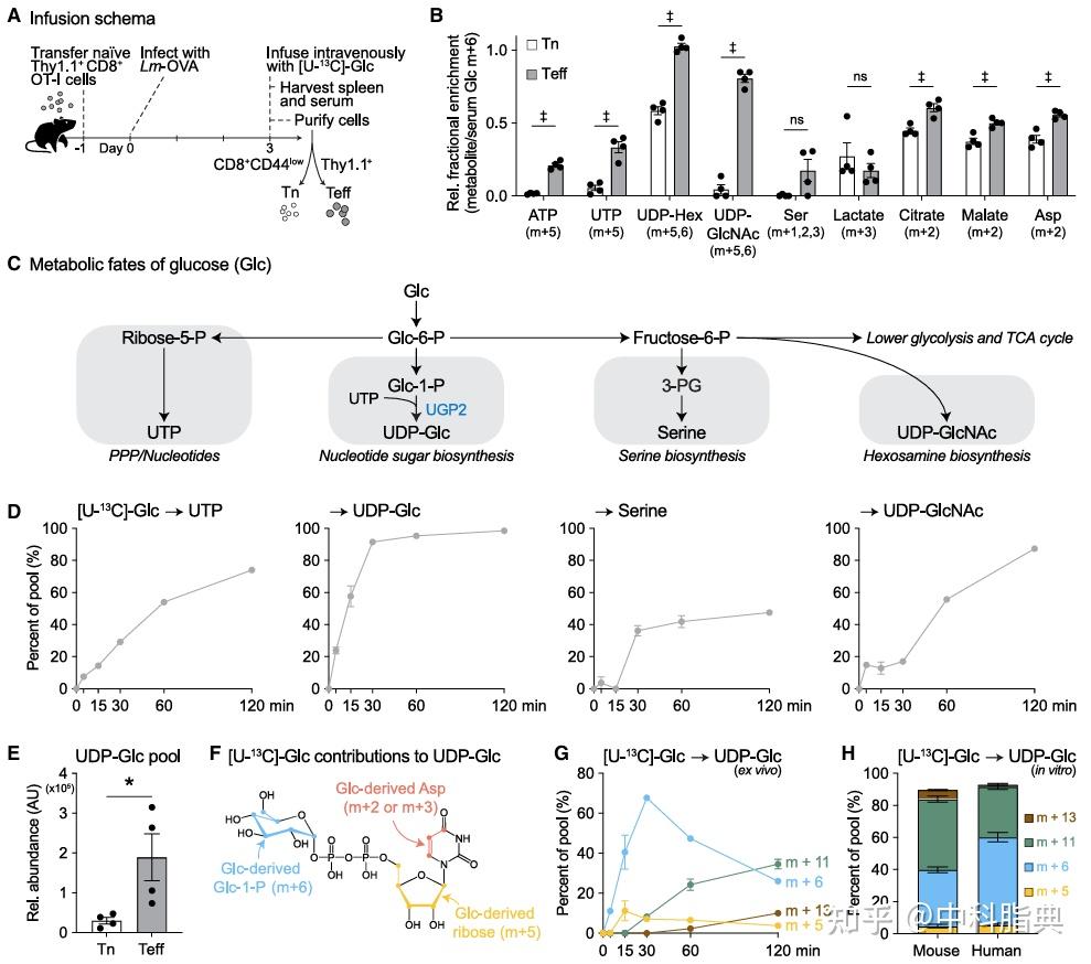 Cell Metabolism：糖鞘脂：连接葡萄糖代谢与抗癌免疫的关键，让CD8⁺ T细胞杀瘤更高效 - 知乎