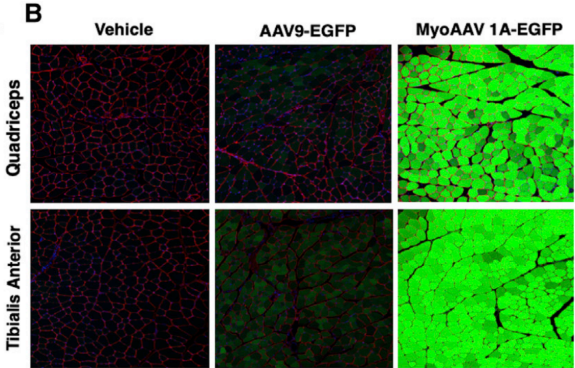 AAV血清型有哪些？怎么选？ - 知乎