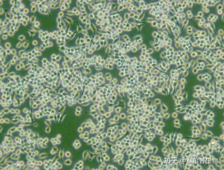 请问大家我的RAW264.7细胞染CD206总是染不上，是要注意什么嘛? - 知乎