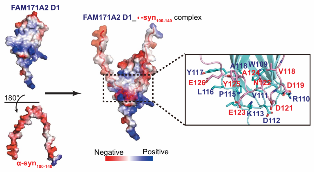 Science | 全球首次！复旦团队发现帕金森病全新治疗靶点 - 知乎