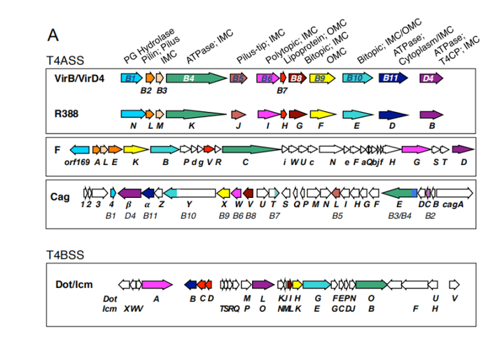 Type IV secretion system：T4SS知识介绍3 - 知乎
