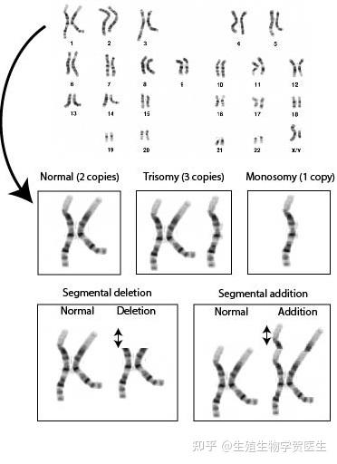 PGS 测试完整指南 (PGT-A) - 知乎