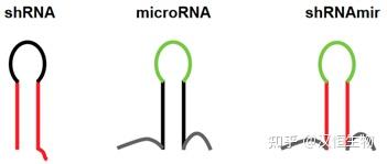 实现组织特异性干扰的辅助工具—miR30结构 - 知乎