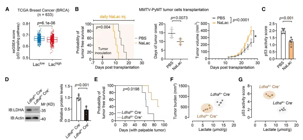 Cell | 苏州大学周芳芳：AARS1介导p53乳酸化促进肿瘤发生新机制 - 知乎