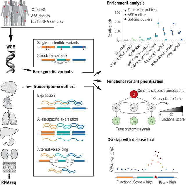 干货分享 | 如何解读非编码区变异？Nature|Science|NC等来支招！ - 知乎